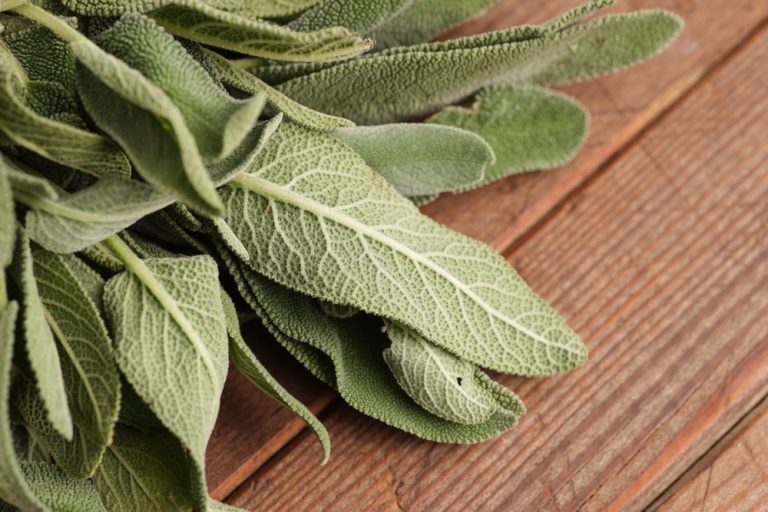 6 Amazing health Benefits of Sage - Natural Food Series