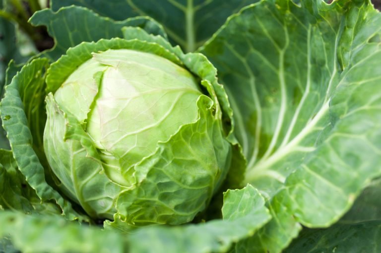 14 Amazing Health Benefits of Cabbage - Natural Food Series