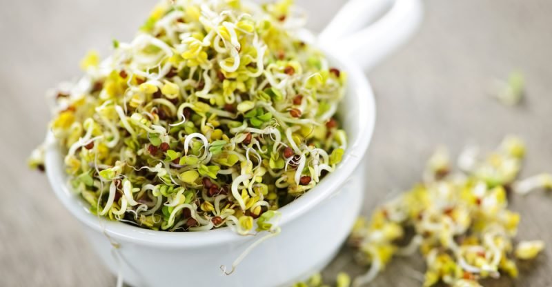 13 Amazing Health Benefits of Alfalfa Sprouts - Natural Food Series