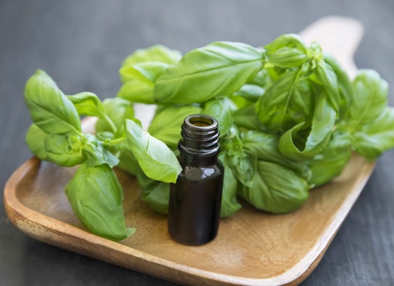 11 Impressive Benefits of Basil Essential Oil - Natural Food Series