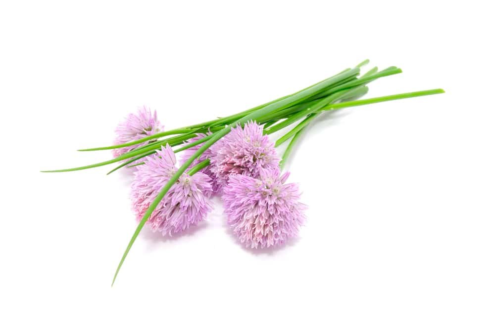 11 Amazing Health Benefits of Chives - Natural Food Series