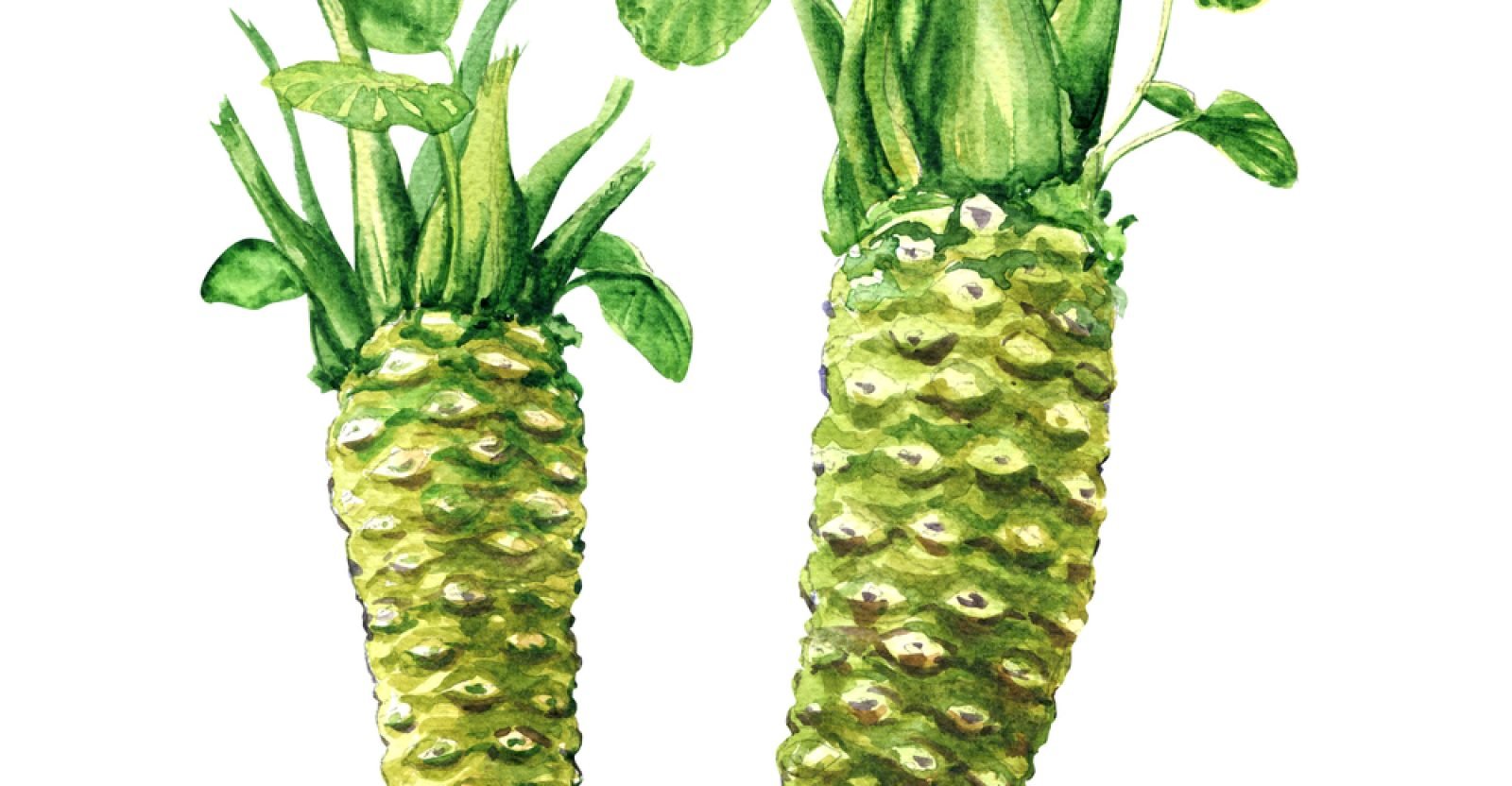 11 Amazing Health Benefits of Wasabi - Natural Food Series