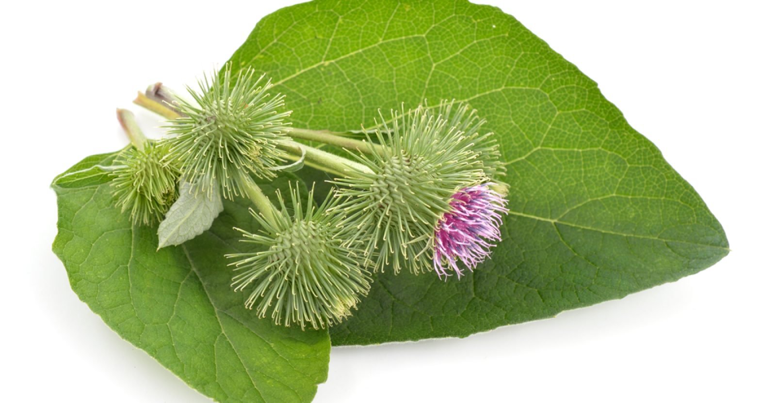 11 Amazing Health Benefits of Burdock - Natural Food Series