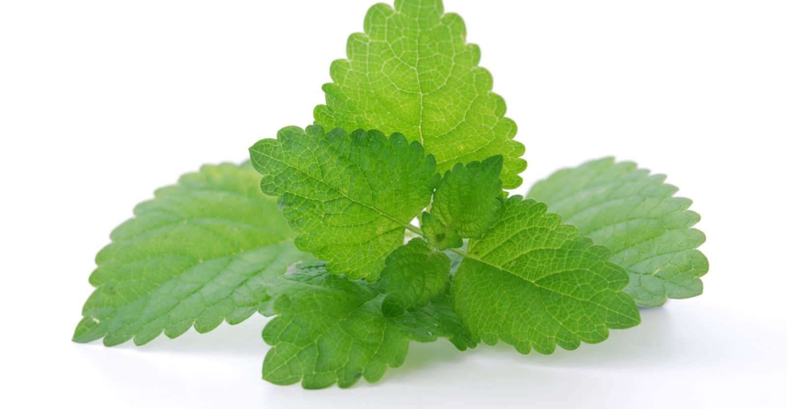13 Amazing Health Benefits of Lemon Balm - Natural Food Series