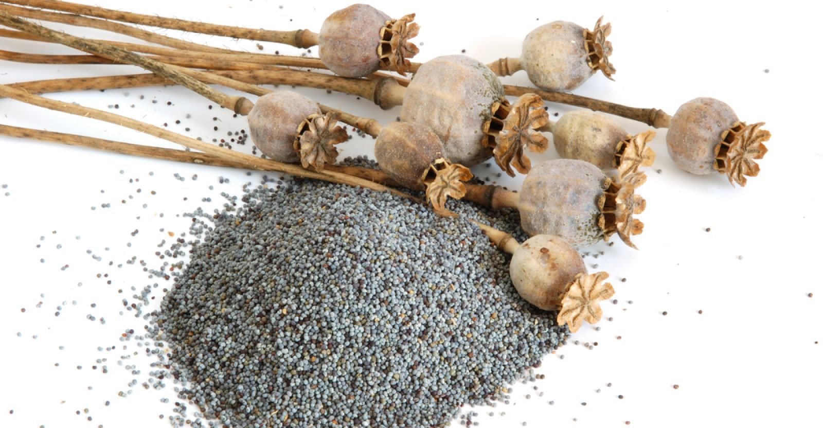 11 Amazing Health Benefits of Poppy Seeds - Natural Food Series