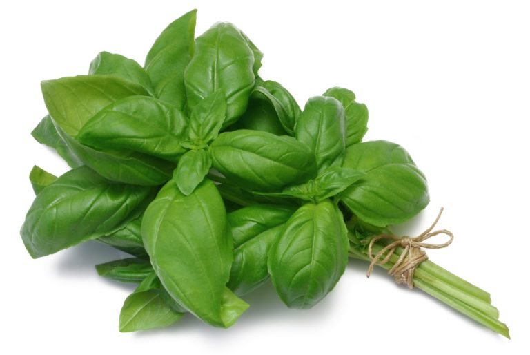11 Natural Home Remedies for Malaria - Natural Food Series