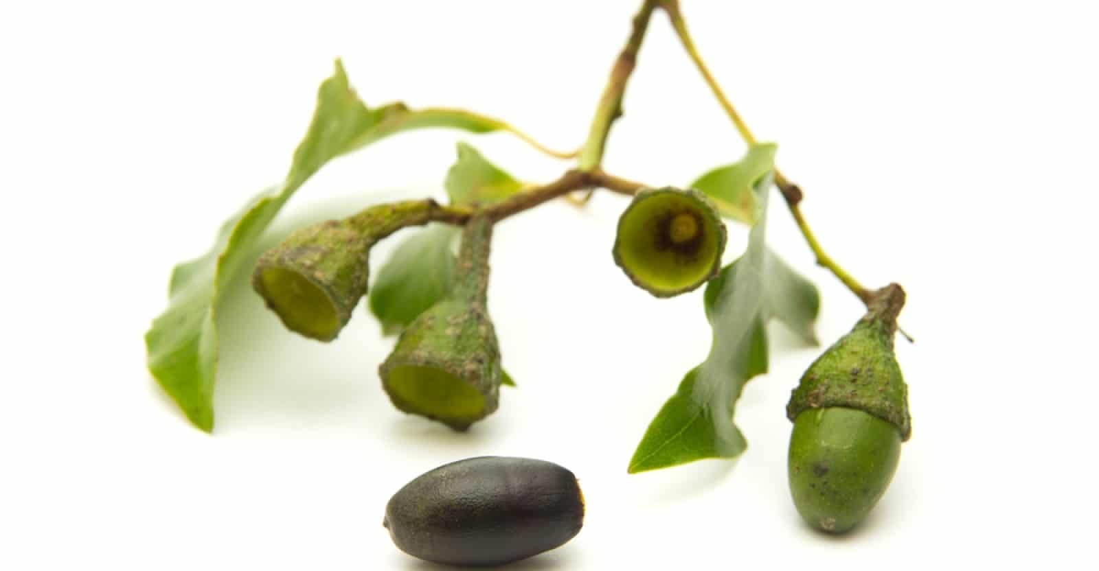 11 Amazing Benefits of Ocotea Essential Oil - Natural Food Series