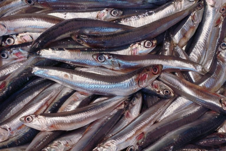 13 Impressive Health Benefits of Shrimp - Natural Food Series