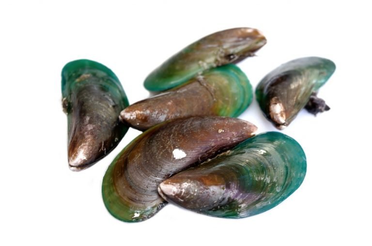 11 Amazing Benefits of Lipped Mussel - Natural Food Series