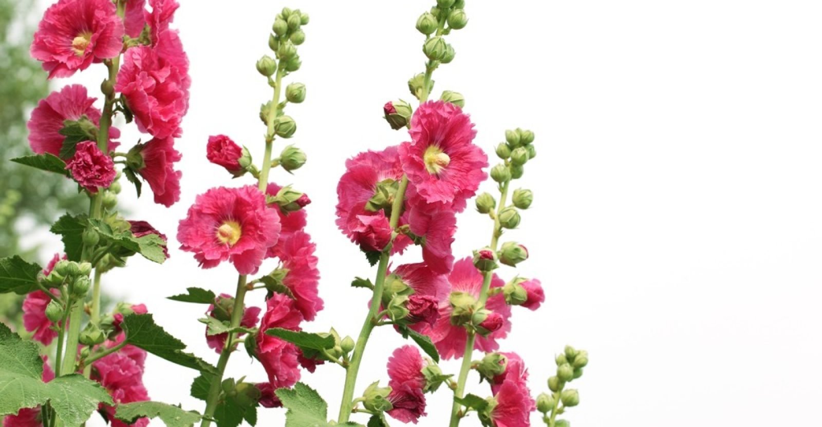 Hollyhock Uses And Benefits Natural Food Series hollyhock-uses-and-benefits-natural-food-series