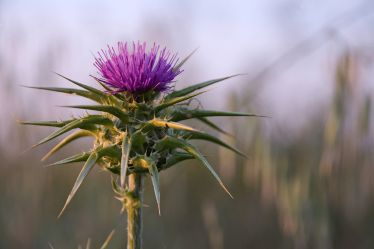 7 Milk Thistle Benefits You Should Know - Natural Food Series